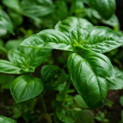 What Does Basil Taste Like? And How to Use it - Simple And Savory