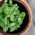 What Does Basil Taste Like? And How to Use it - Simple And Savory