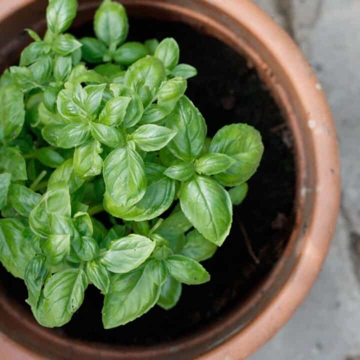 What Does Basil Taste Like? And How to Use it - Simple And Savory