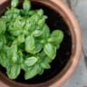 What Does Basil Taste Like? And How to Use it - Simple And Savory